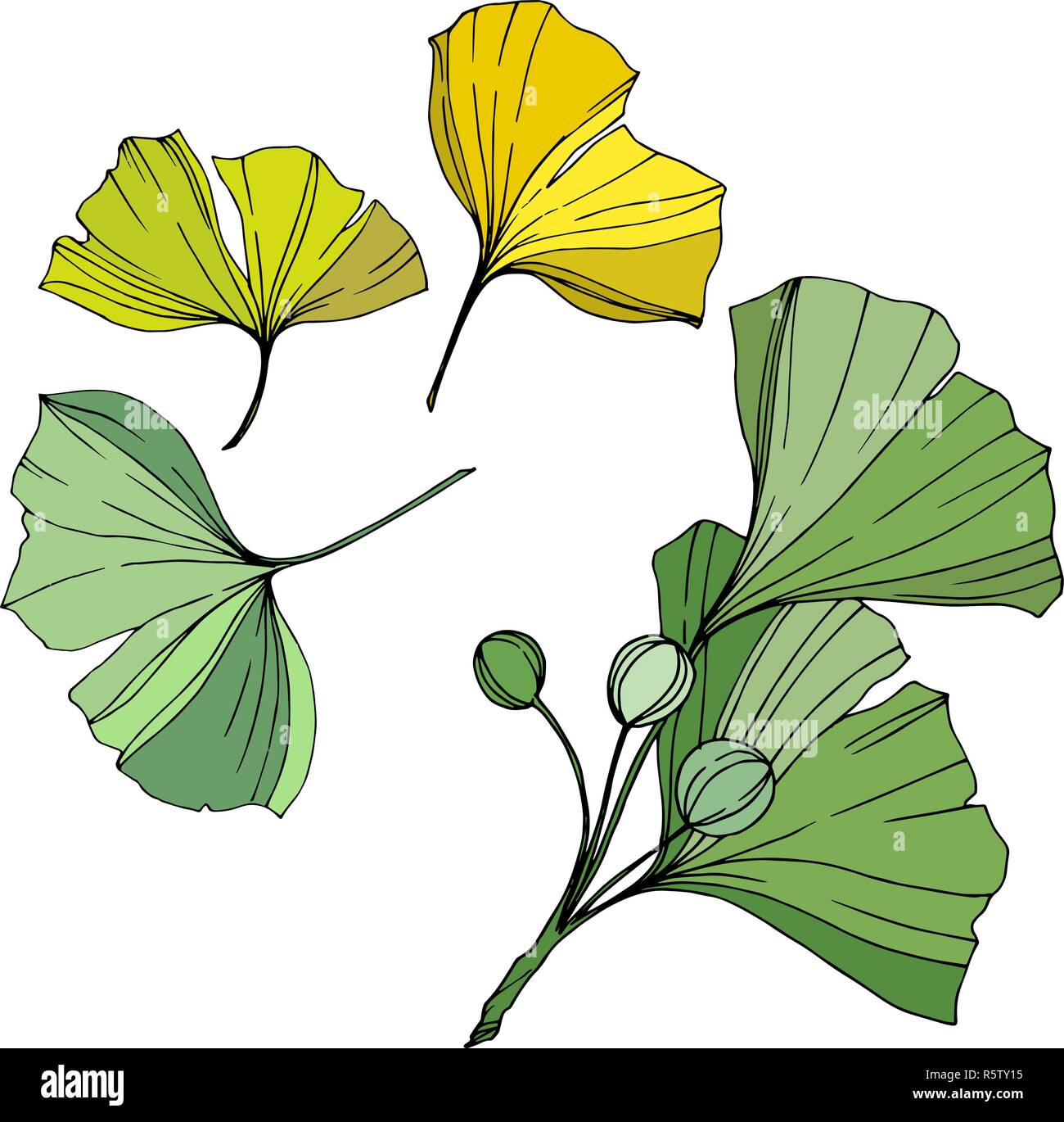 Vector. Ginkgo leaf. Plant botanical garden. Isolated ginkgo ...