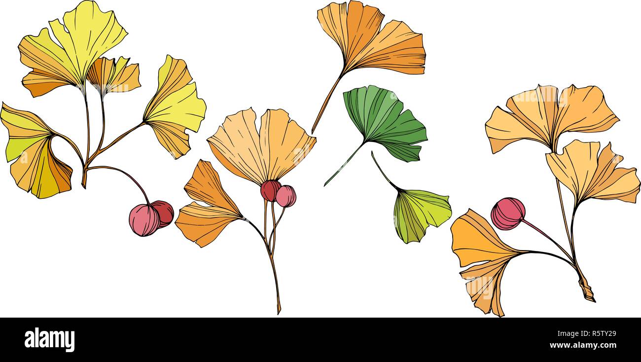 Vector. Ginkgo leaf. Plant botanical garden. Isolated ginkgo ...