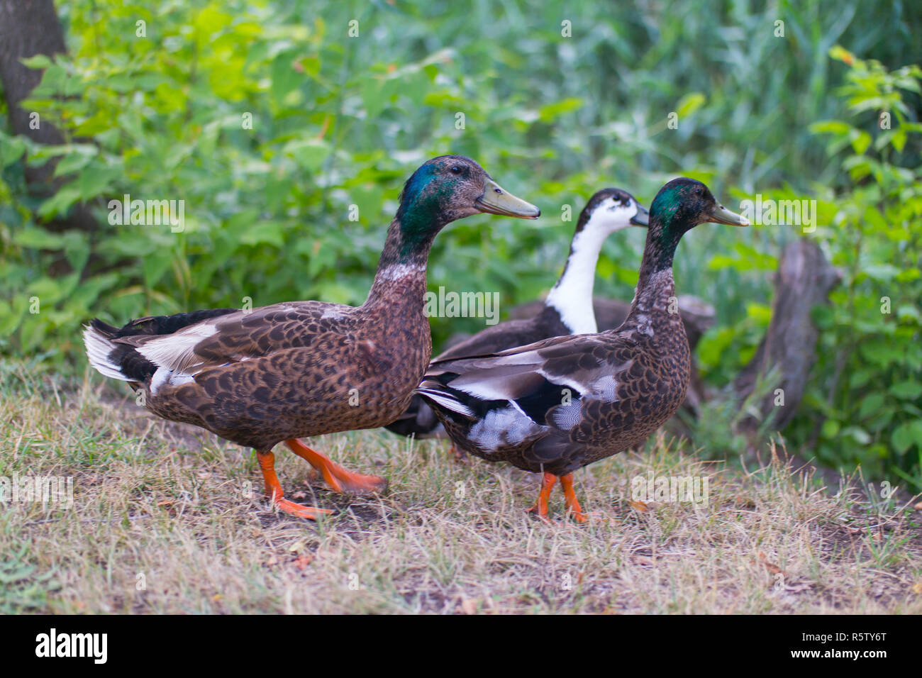 Domestic duck ducklings meadow hi-res stock photography and images - Alamy