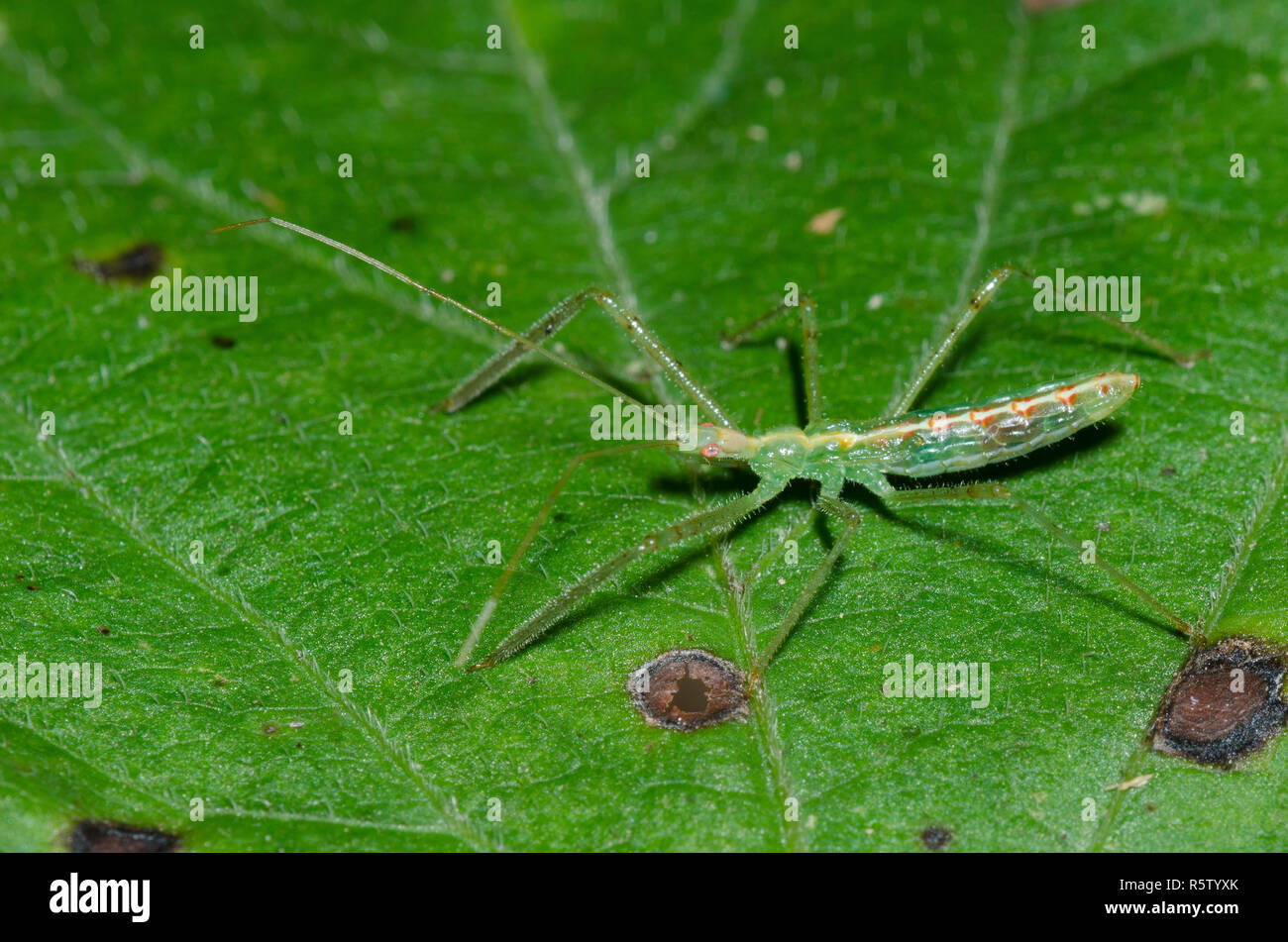 Assassin bug nymph hi-res stock photography and images - Alamy
