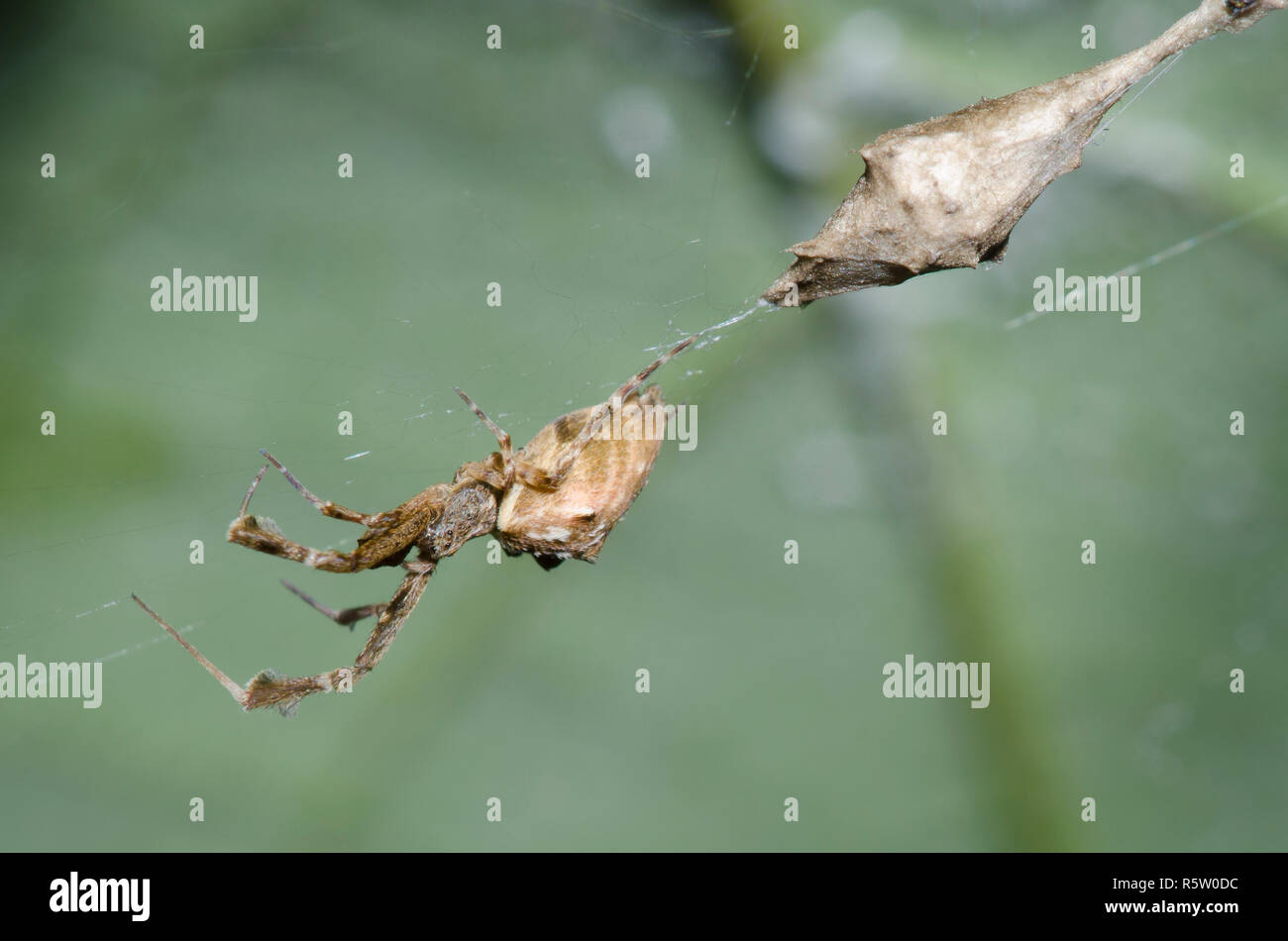 Uloboridae spider hi-res stock photography and images - Alamy