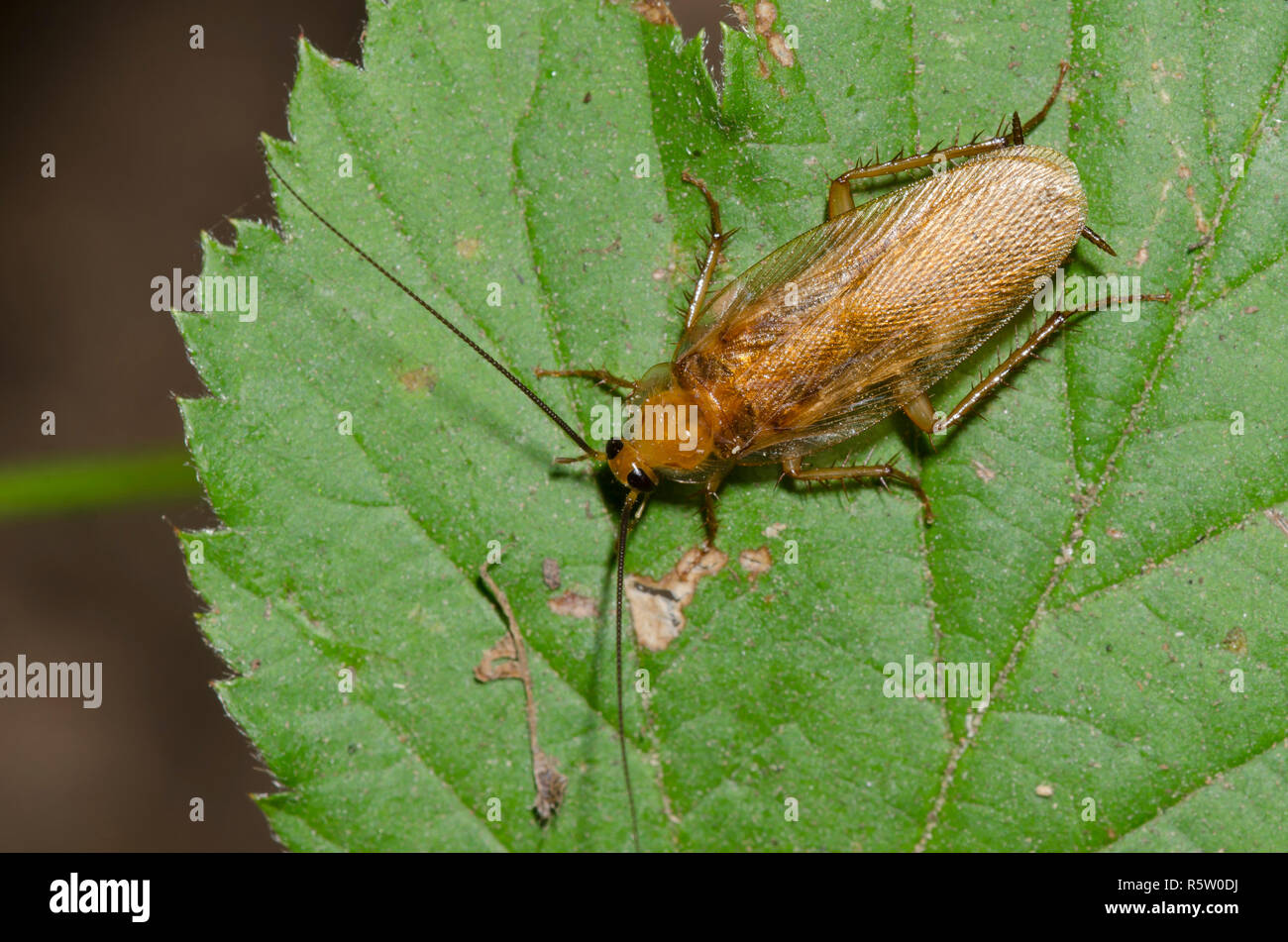 Wood cockroach hi-res stock photography and images - Alamy