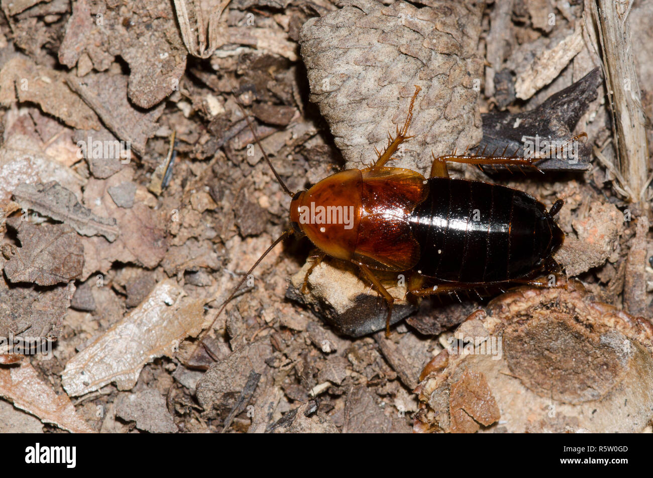 Cockroach Nymph High Resolution Stock Photography and Images - Alamy