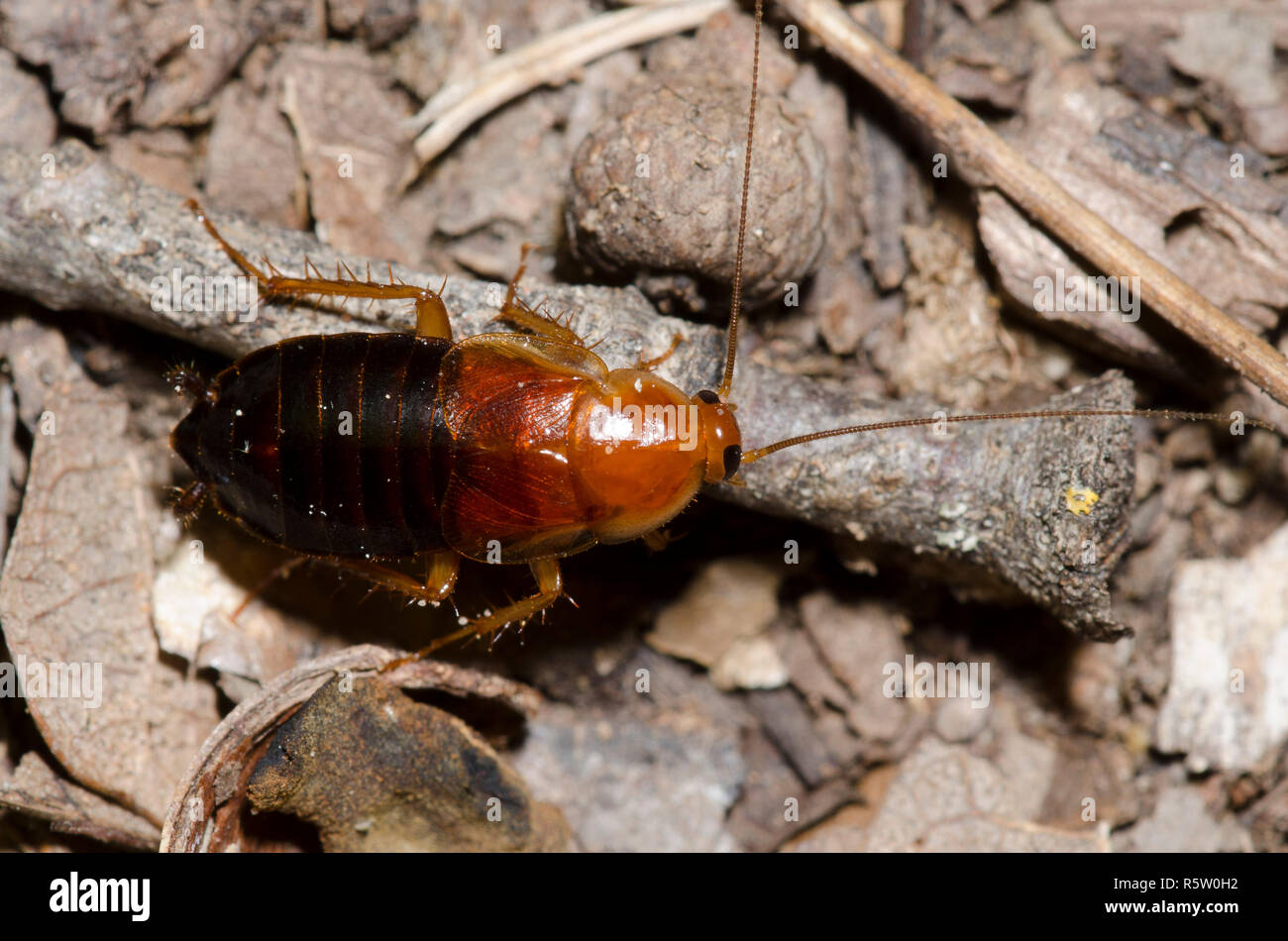Fulvous Wood Cockroach, Parcoblatta fulvescens, nymph Stock Photo - Alamy