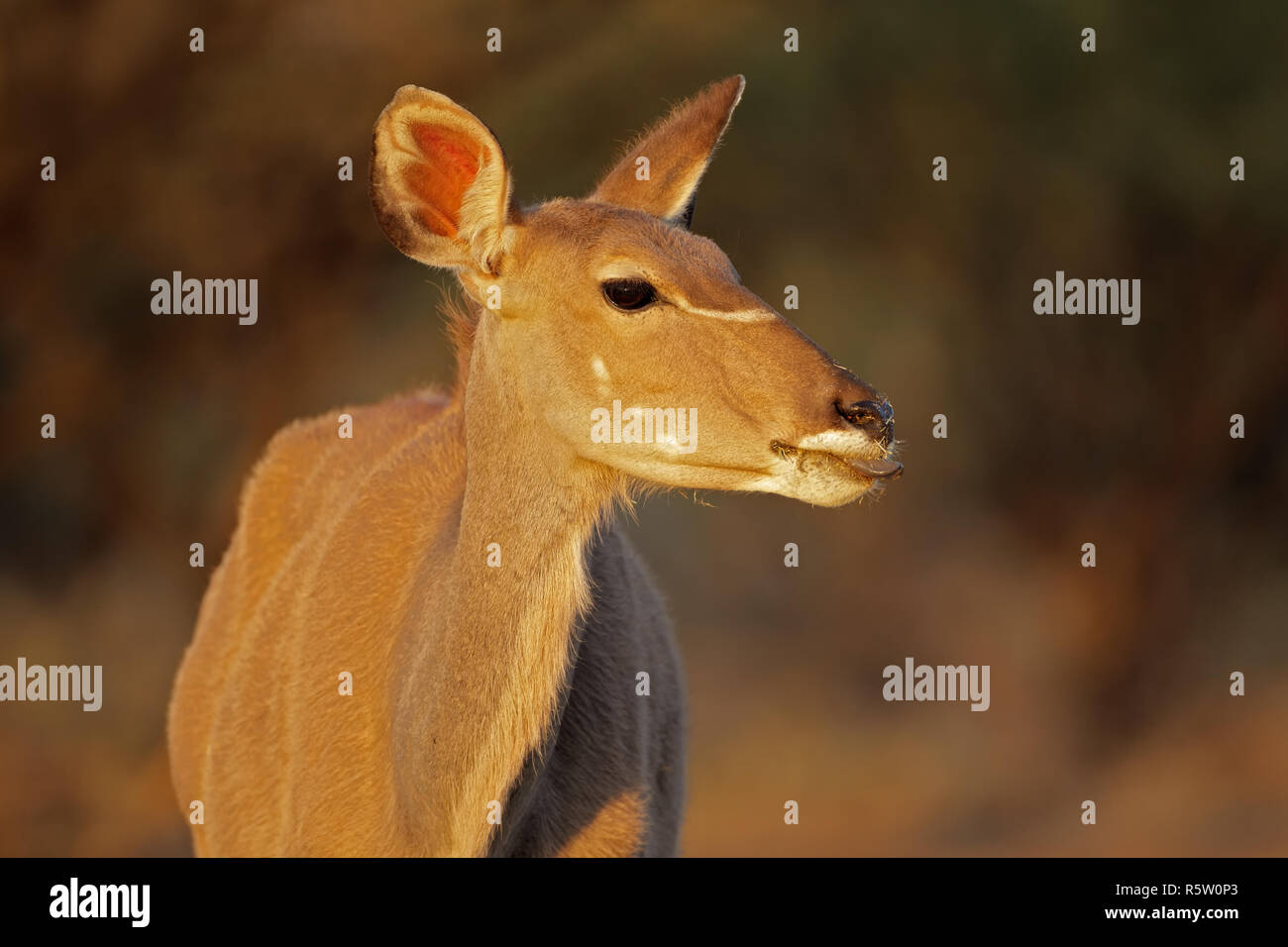 Kudu antelope portrait Stock Photo - Alamy
