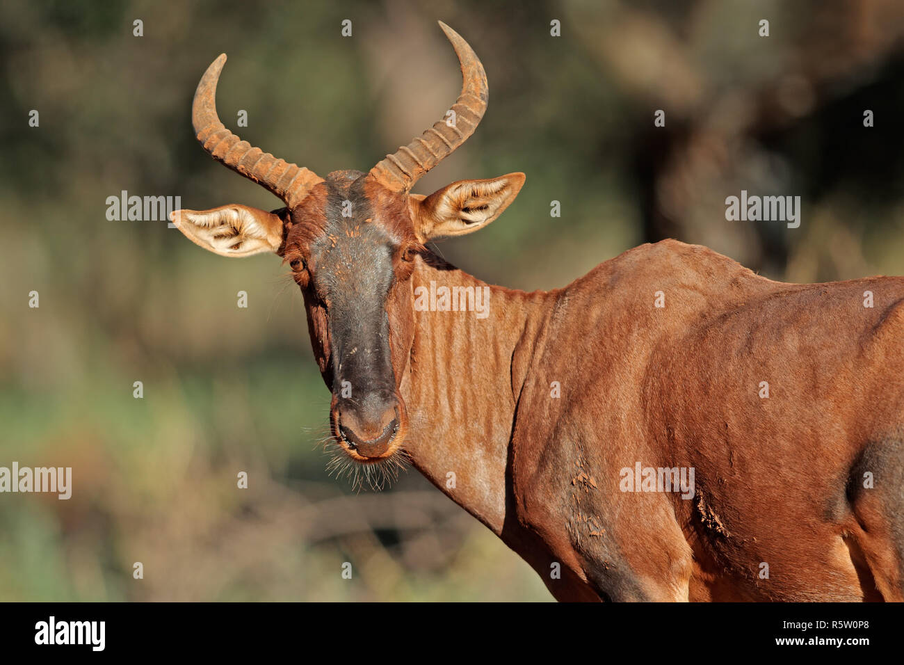 Tsessebe Antelope