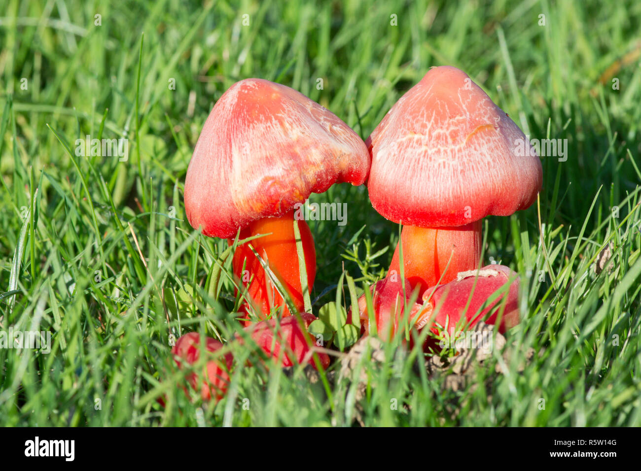 Red fungi hi-res stock photography and images - Alamy