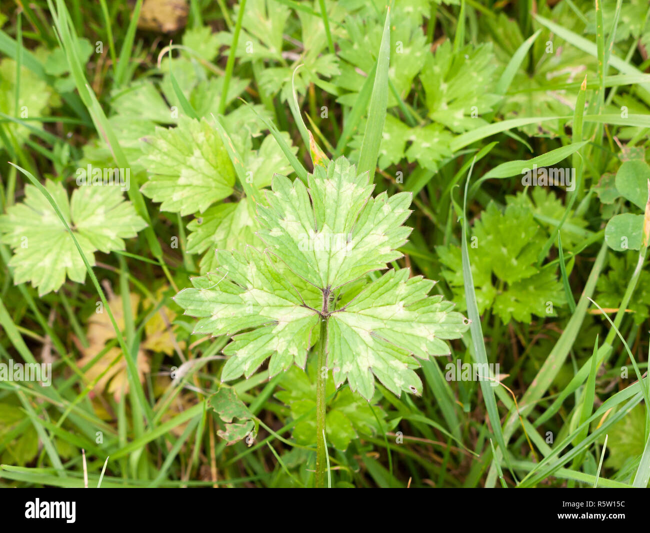 three leaf plant on forest floor greenery foliage Stock Photo - Alamy