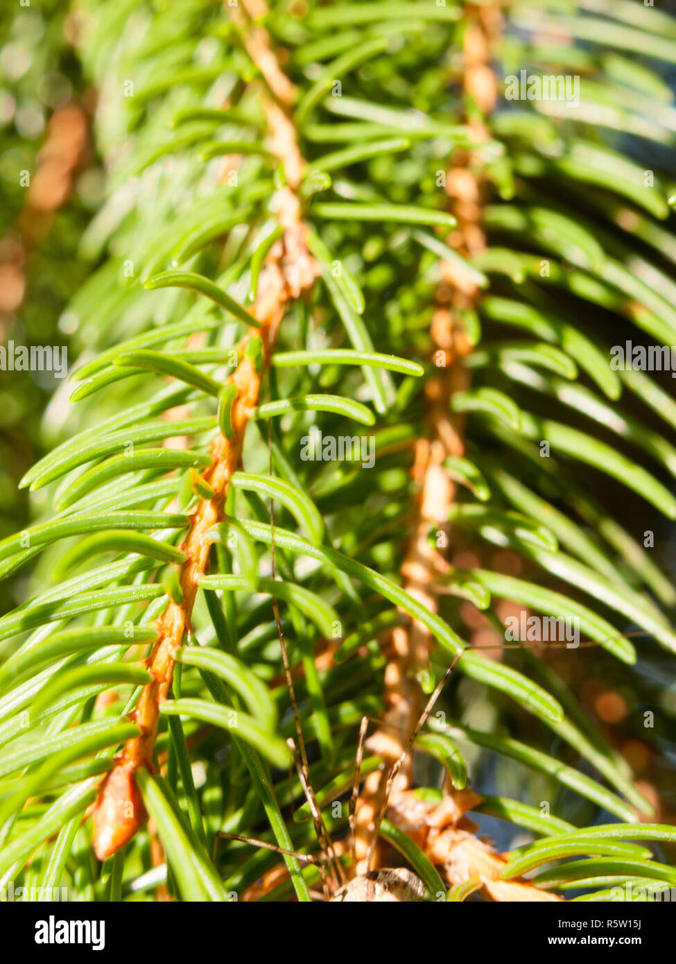 fern conifer green plant flower close up background Stock Photo - Alamy