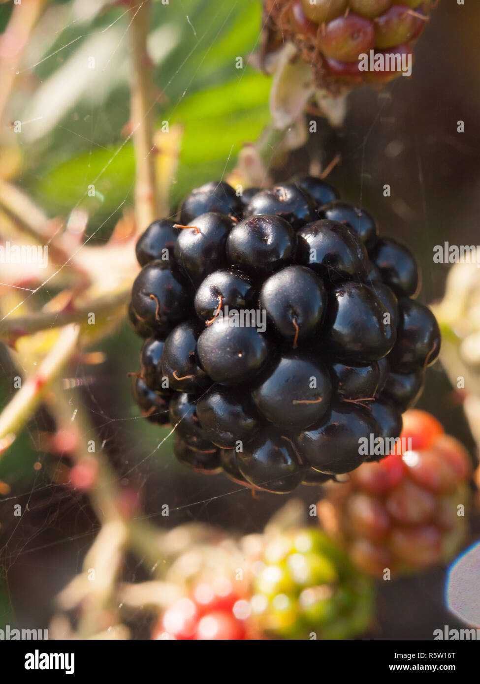 Close up view bunch blackberries hi-res stock photography and images ...