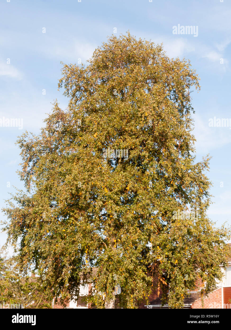 autumn green tree in the blue sky background Stock Photo - Alamy