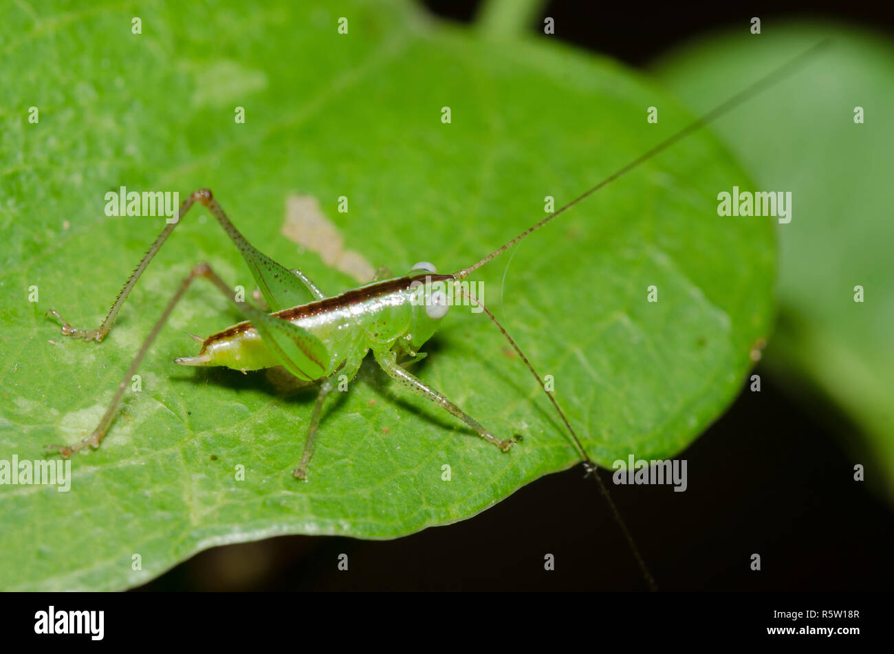 Meadow nymph hi-res stock photography and images - Alamy