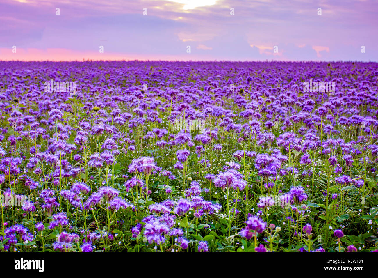 Phacelia flowers field violet blooming nature fields Stock Photo - Alamy