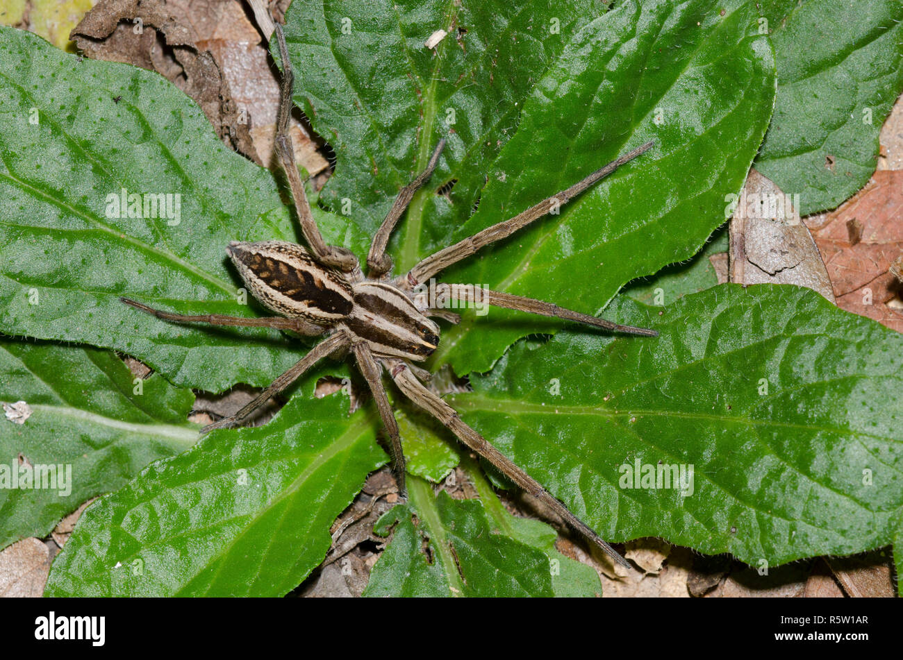 Rabid Wolf Spider, Rabidosa rabida Stock Photo - Alamy