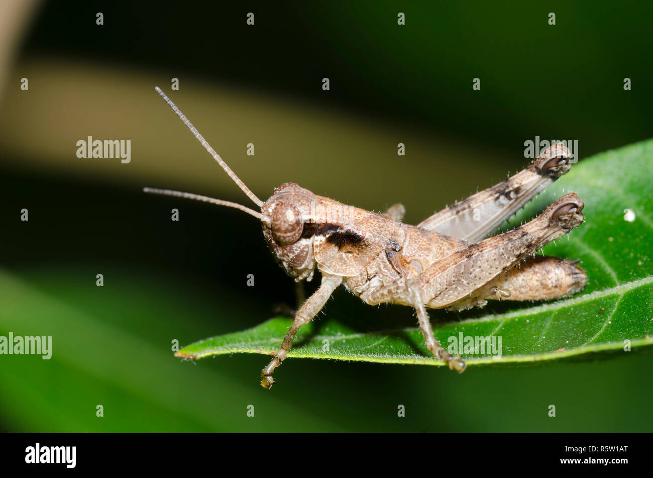Spur-throated Grasshopper, Melanoplus sp., nymph Stock Photo - Alamy