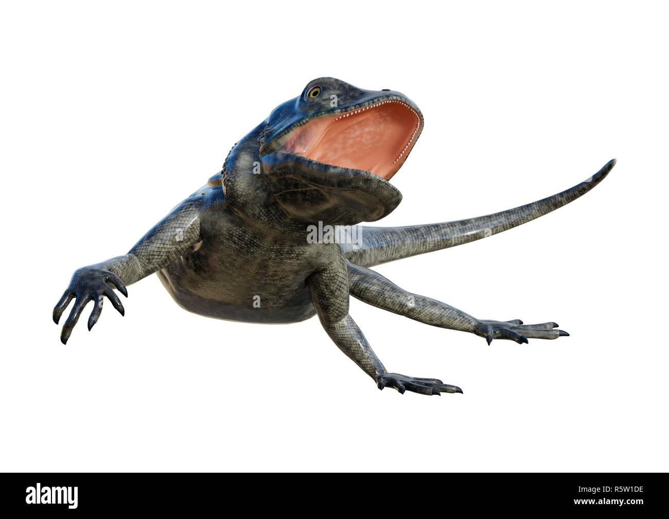 3D Rendering Chuckwalla on White Stock Photo - Alamy