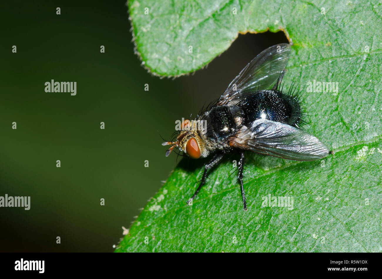 Tachinid Fly, Archytas sp Stock Photo - Alamy
