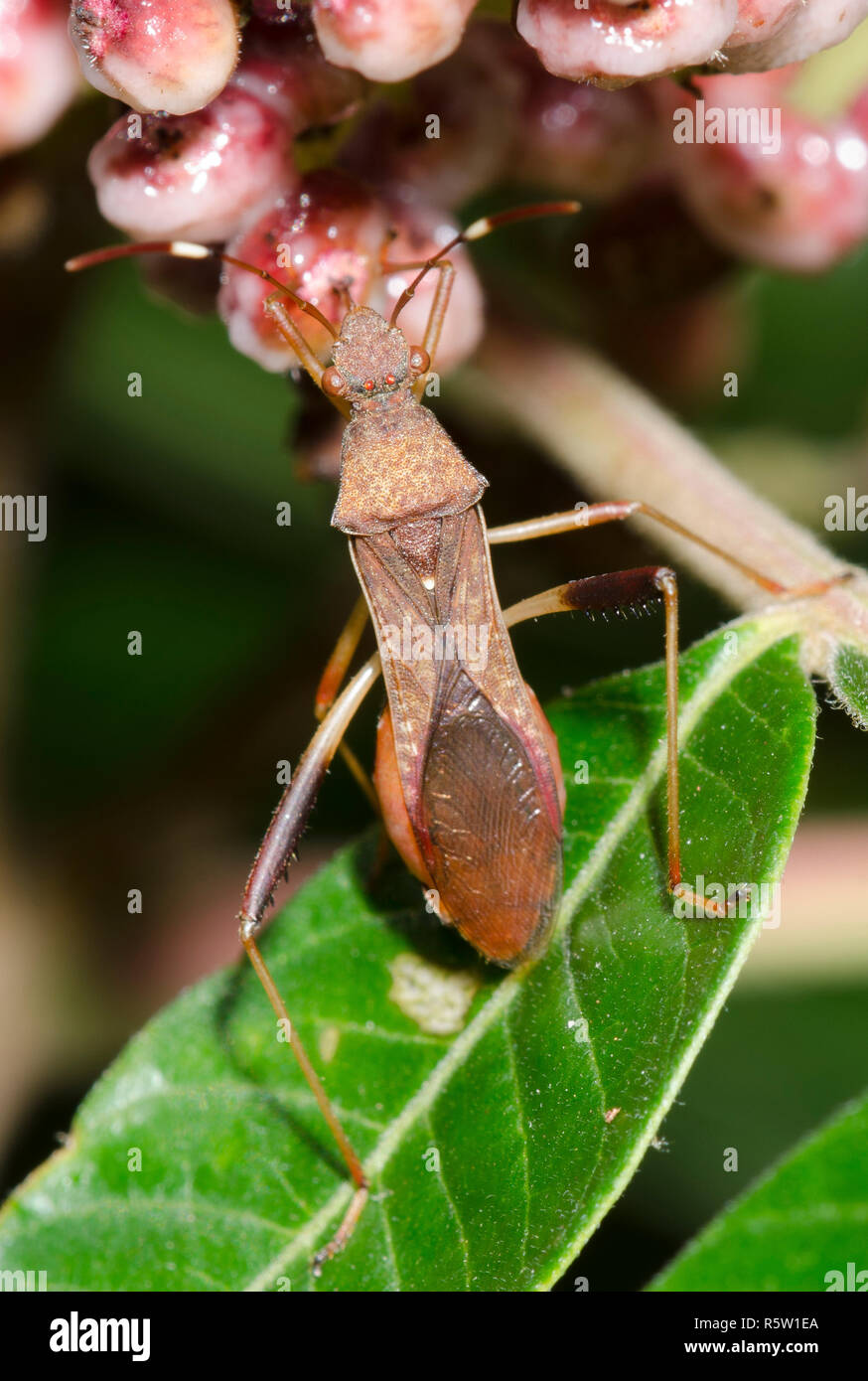 Winged sumac hi-res stock photography and images - Alamy