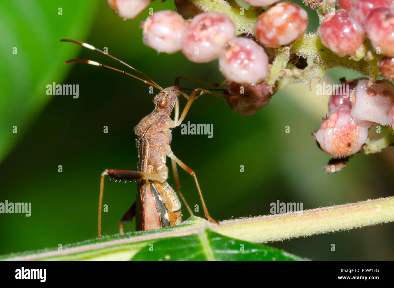 Winged sumac hi-res stock photography and images - Alamy