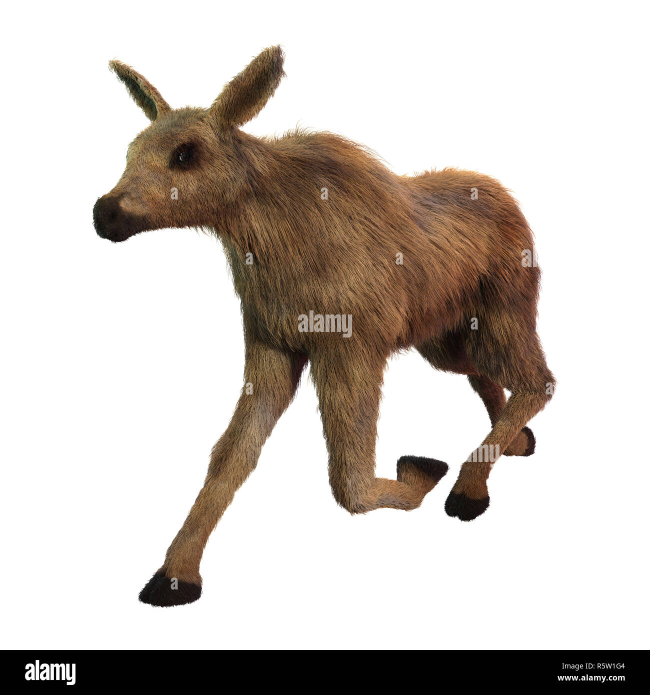 Calf moose running hi-res stock photography and images - Alamy