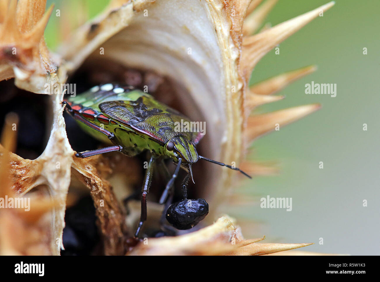 green rice bug nezara viridula with seeds of white thorn datura ...