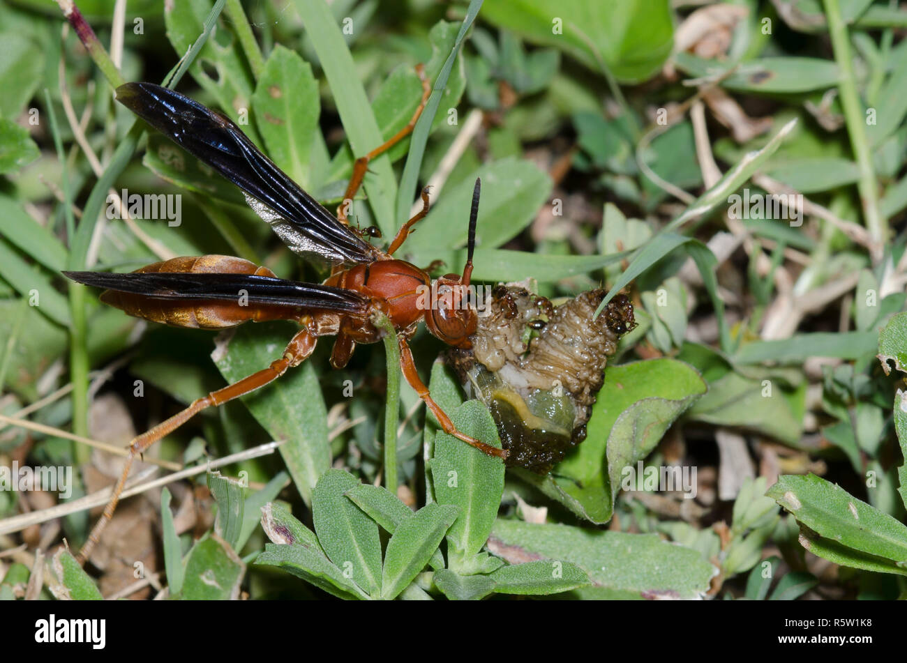 Paper Wasp, Polistes sp., pulping grub prey while Southern Fire Ants ...