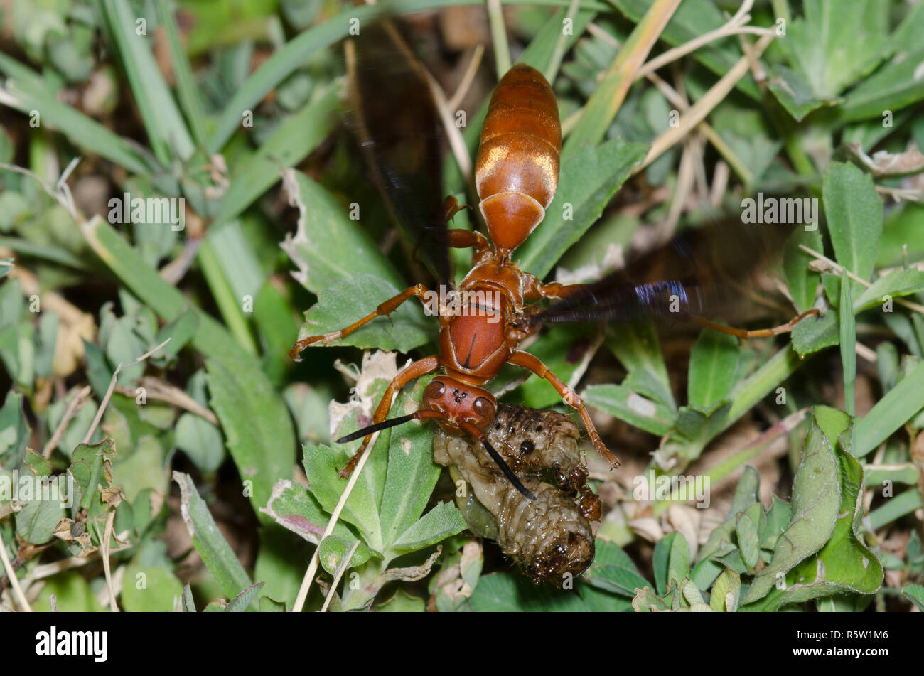 Southern fire ant hi-res stock photography and images - Alamy