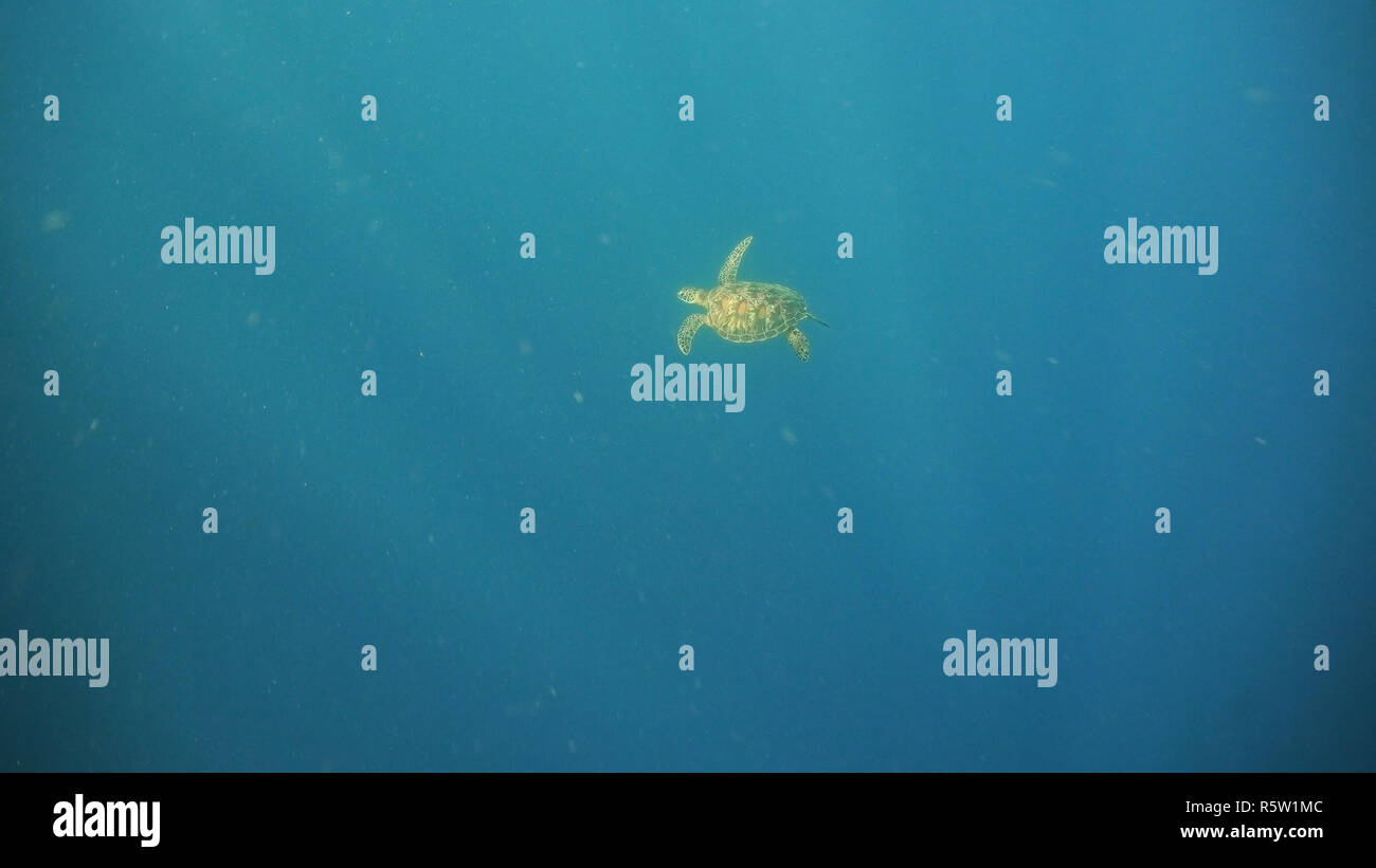 Sea turtle swimming underwater in the sea. Turtle moves its flippers in ...