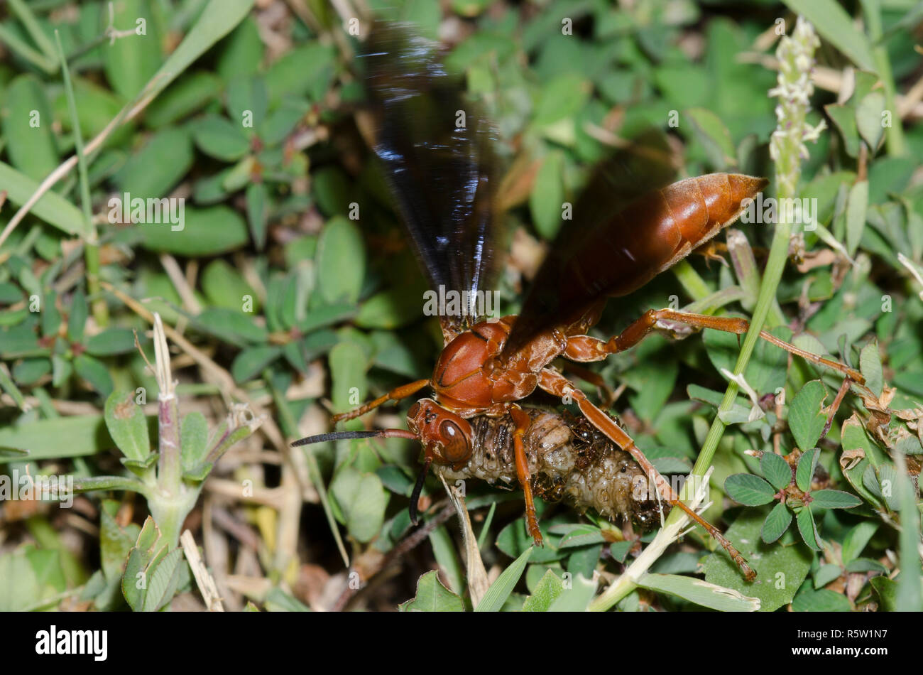 Paper Wasp, Polistes sp., pulping grub prey while Southern Fire Ants ...