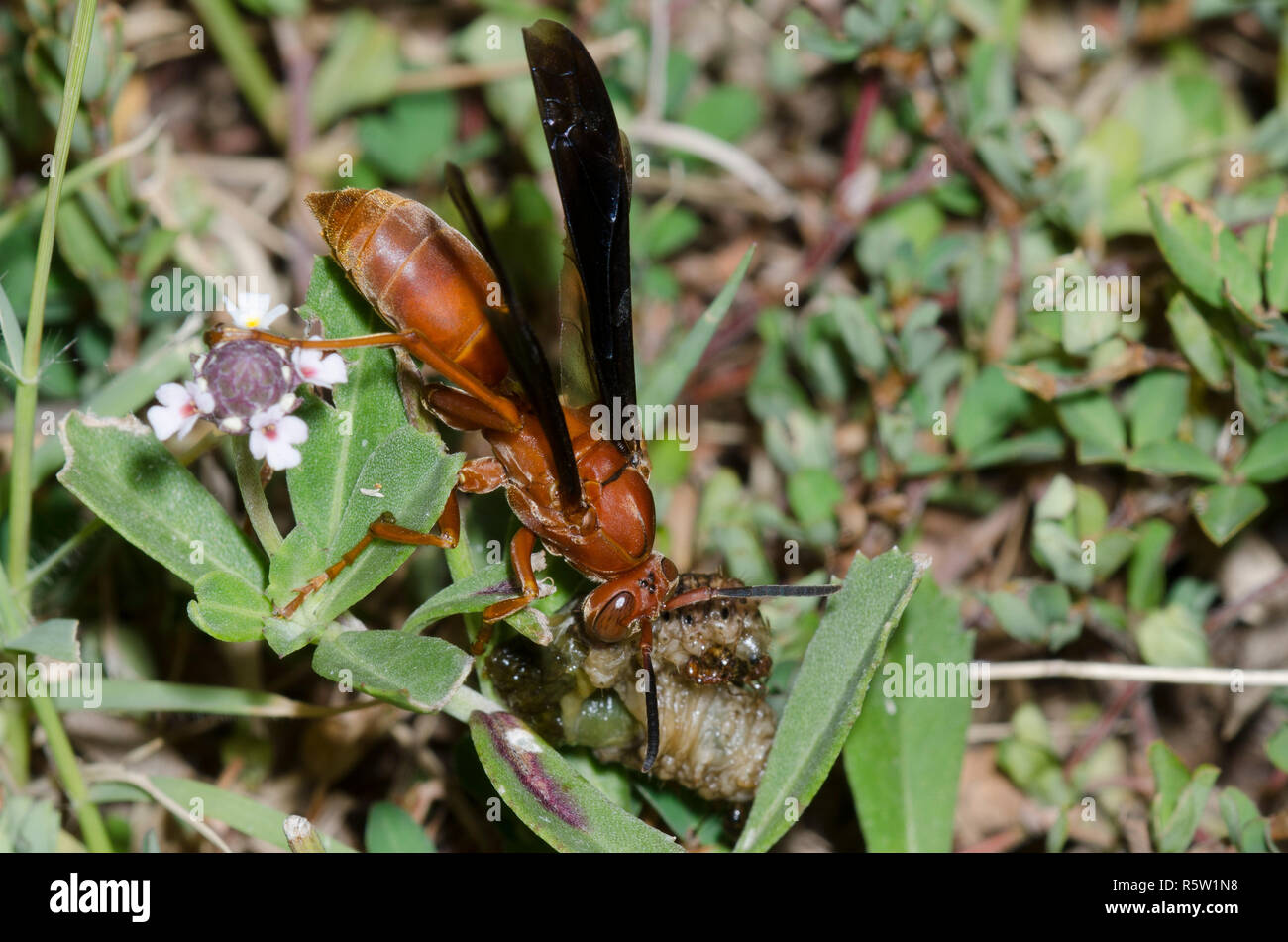 Paper Wasp, Polistes sp., pulping grub prey while Southern Fire Ants ...