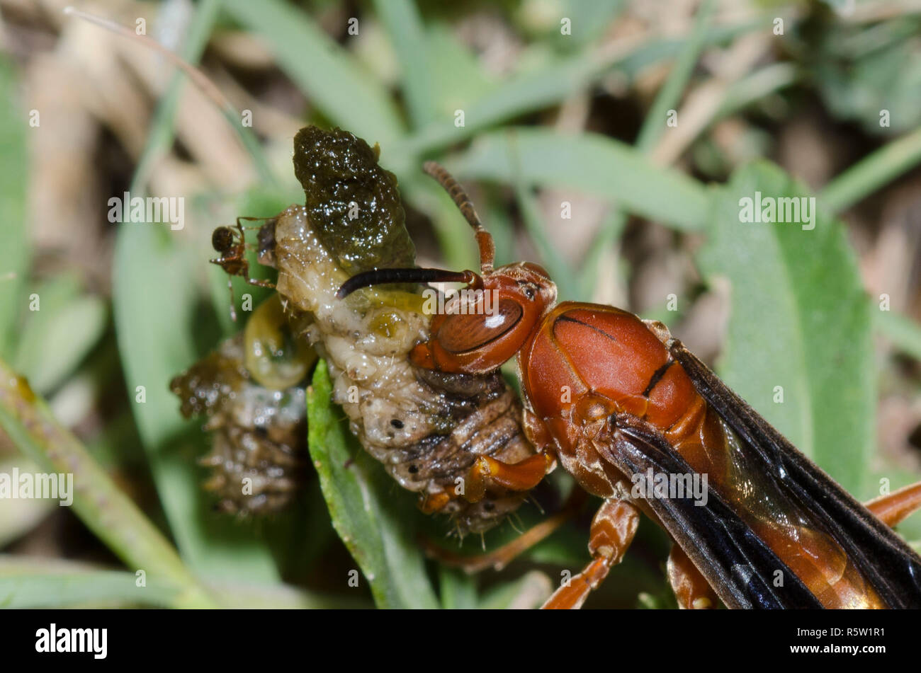 Paper Wasp, Polistes sp., pulping grub prey while Southern Fire Ants ...