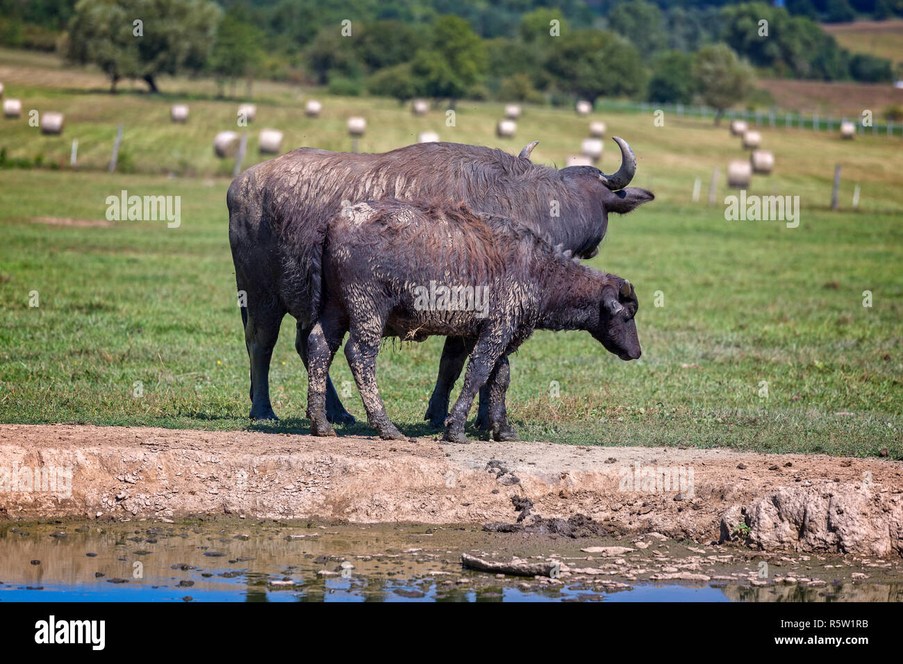 Hungarian buffalo hi-res stock photography and images - Alamy