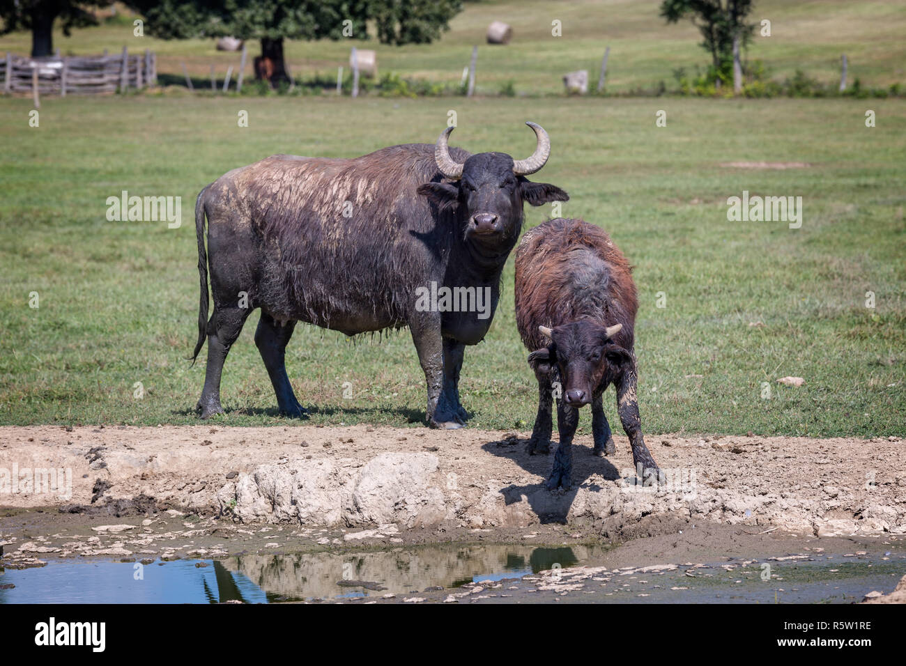 Hungarian buffalo hi-res stock photography and images - Alamy
