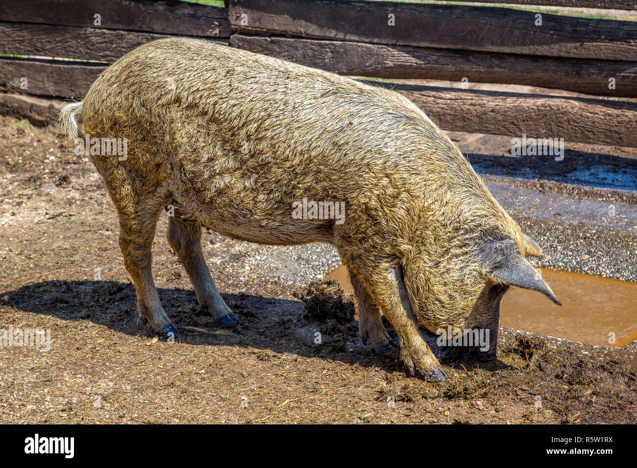 Typical and special Hungarian pig specie (Mangalica), that means whose ...