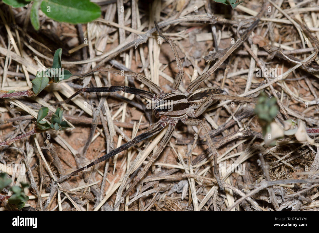 Rabid Wolf Spider, Rabidosa rabida, male Stock Photo - Alamy