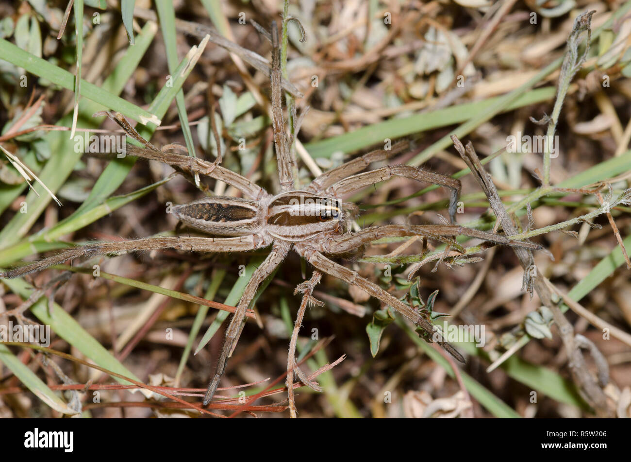 Rabid Wolf Spider, Rabidosa rabida Stock Photo - Alamy