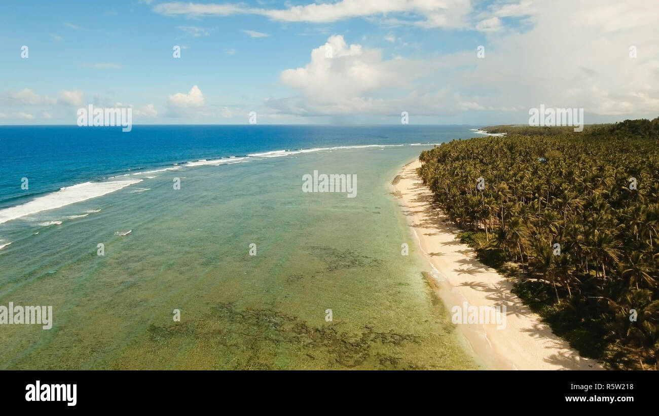Beautiful tropical sand beach, palm trees. Aerial view of tropical ...