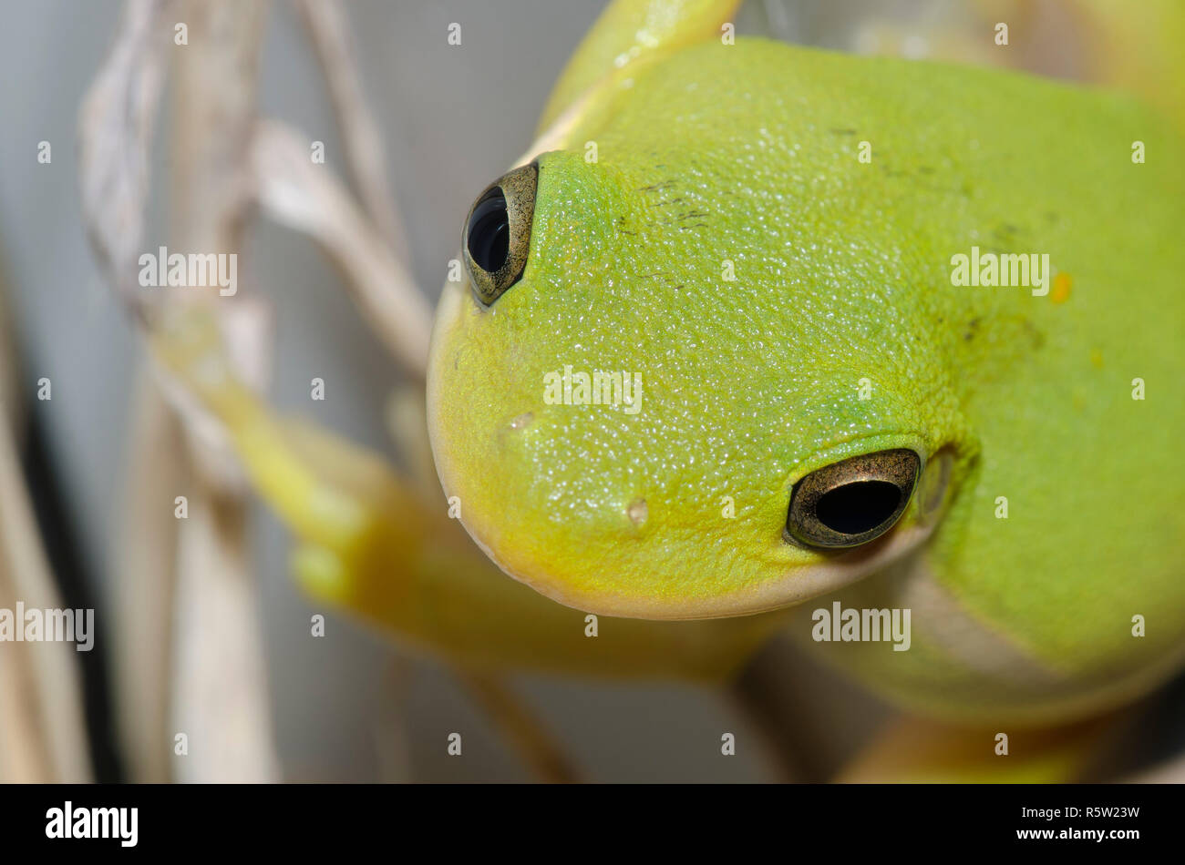 American Green Tree Frog, Hyla cinerea, on building Stock Photo - Alamy