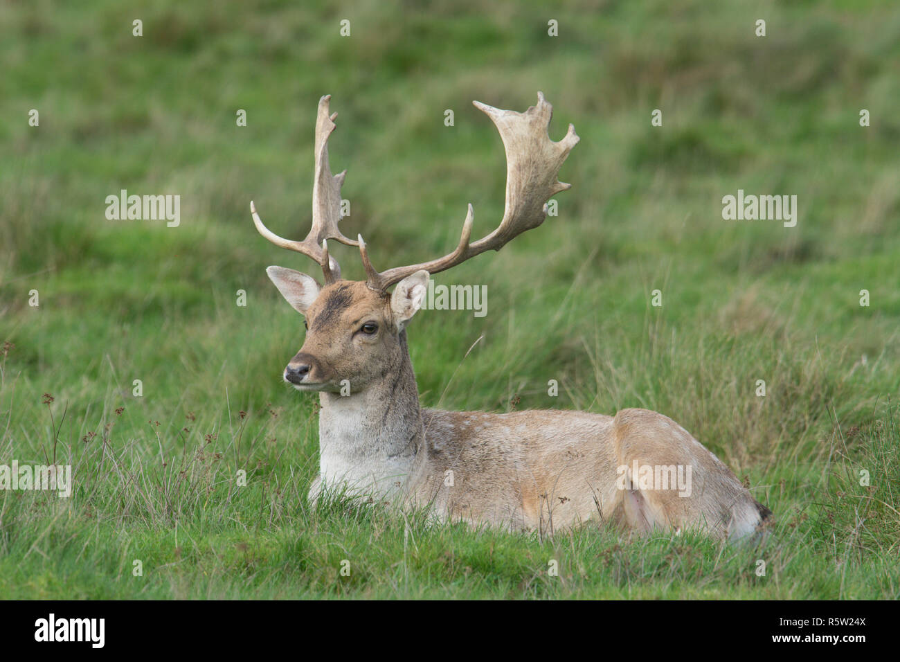 Stag sitting in grass hi-res stock photography and images - Alamy