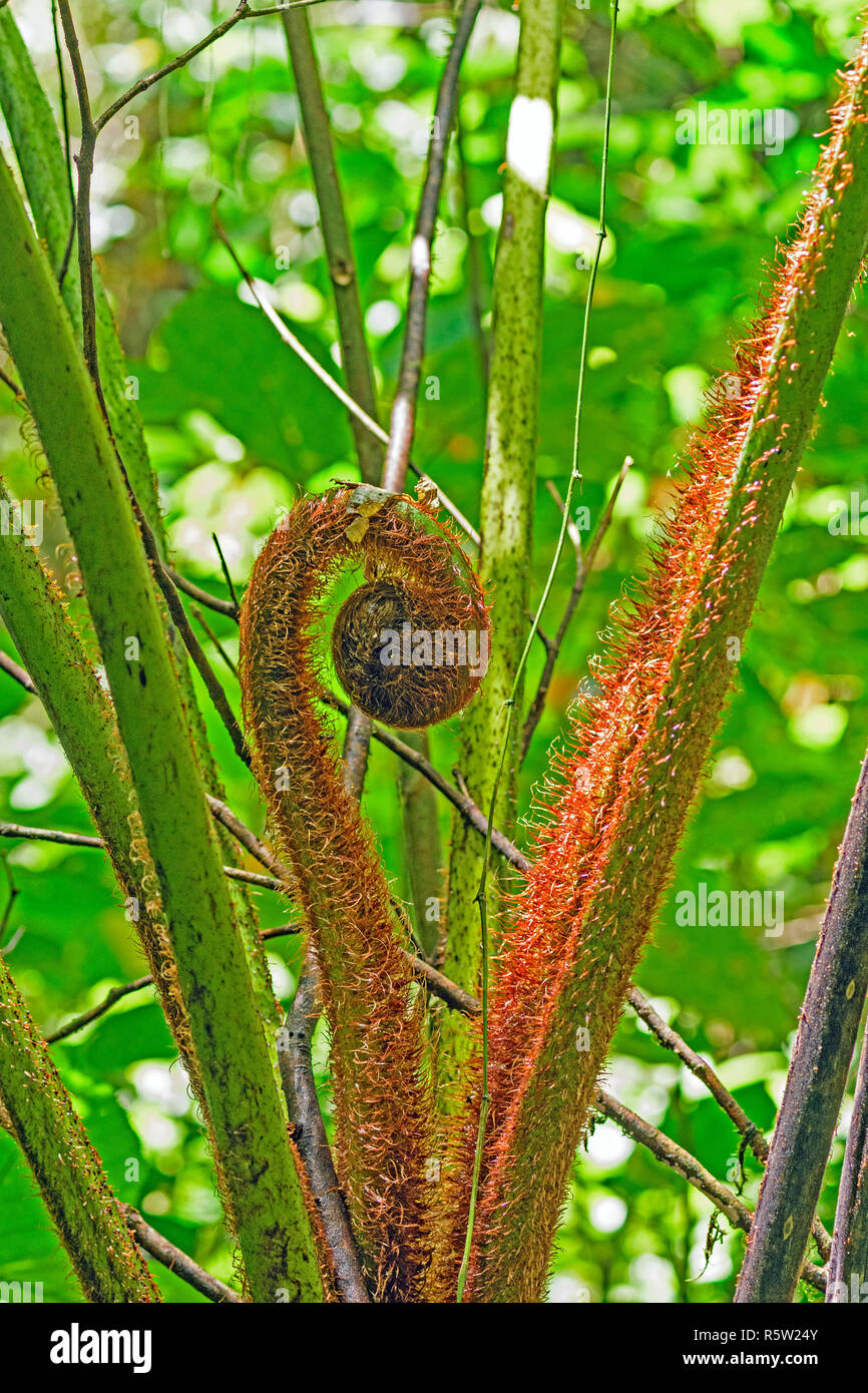 Fern Opening in the Cloud Forest Stock Photo - Alamy