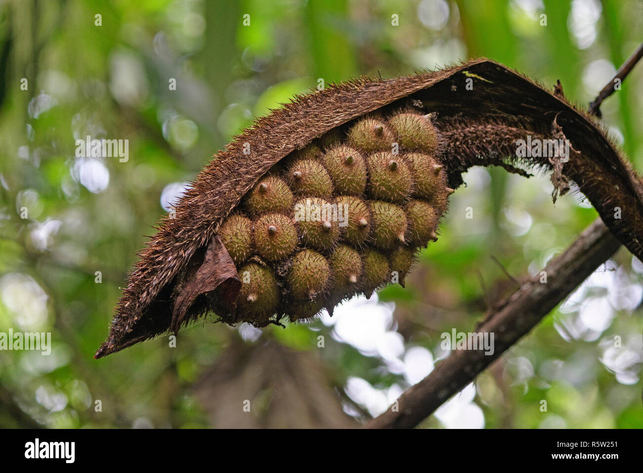 Seed Pod in the Cloud Forest Stock Photo - Alamy