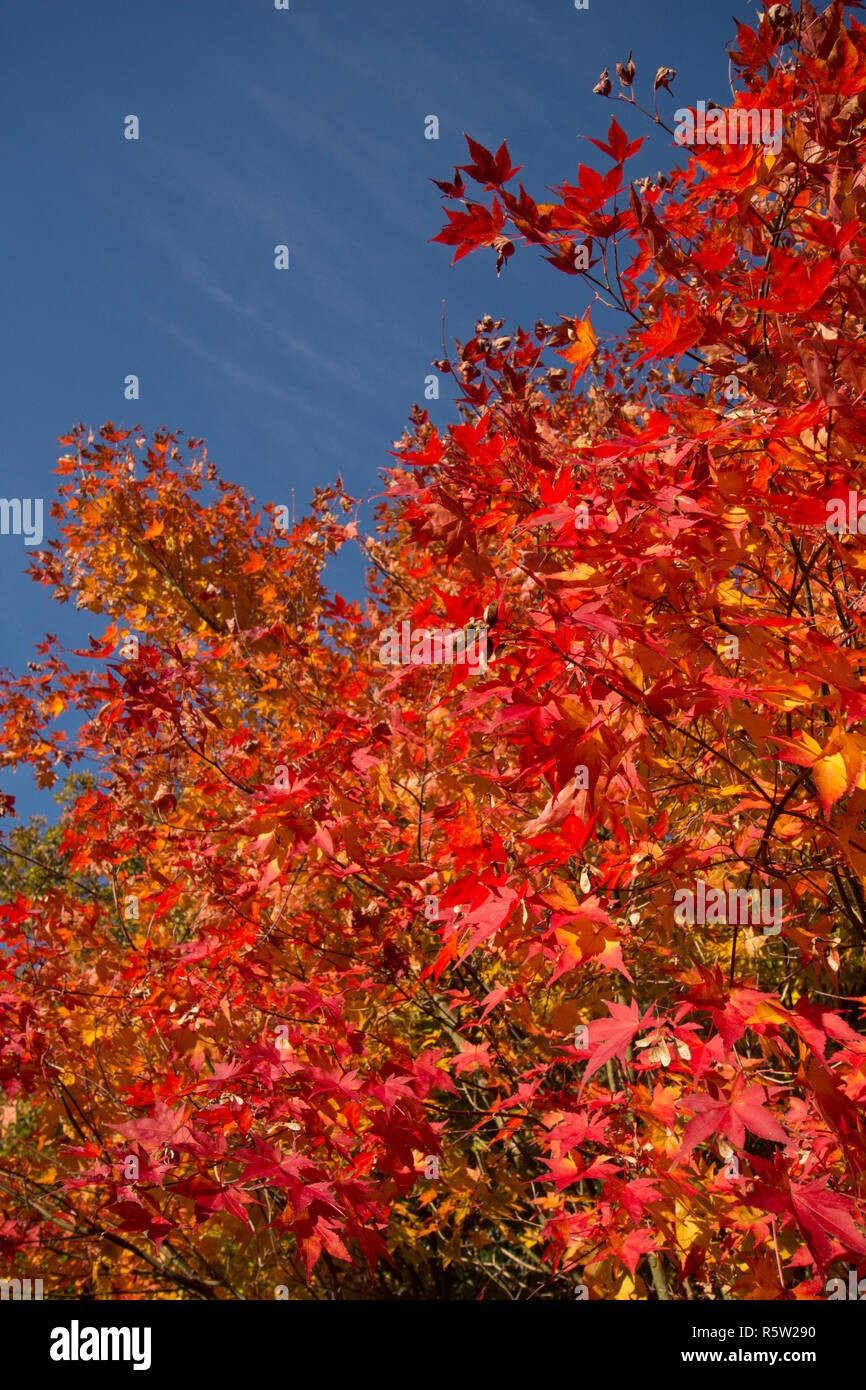Gold tree hi-res stock photography and images - Alamy