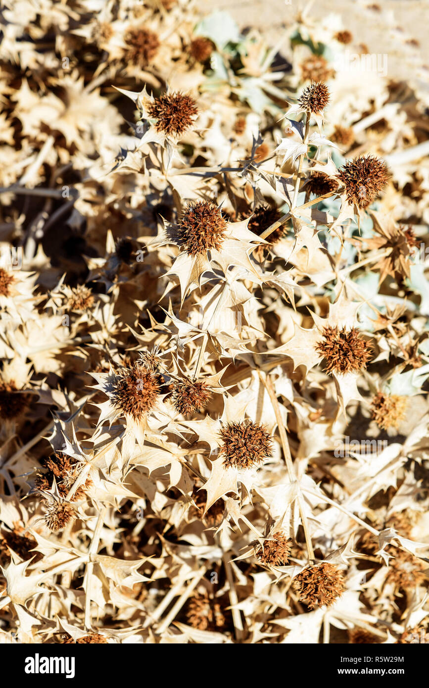 beach thistle sand beach plant sand dune Stock Photo - Alamy
