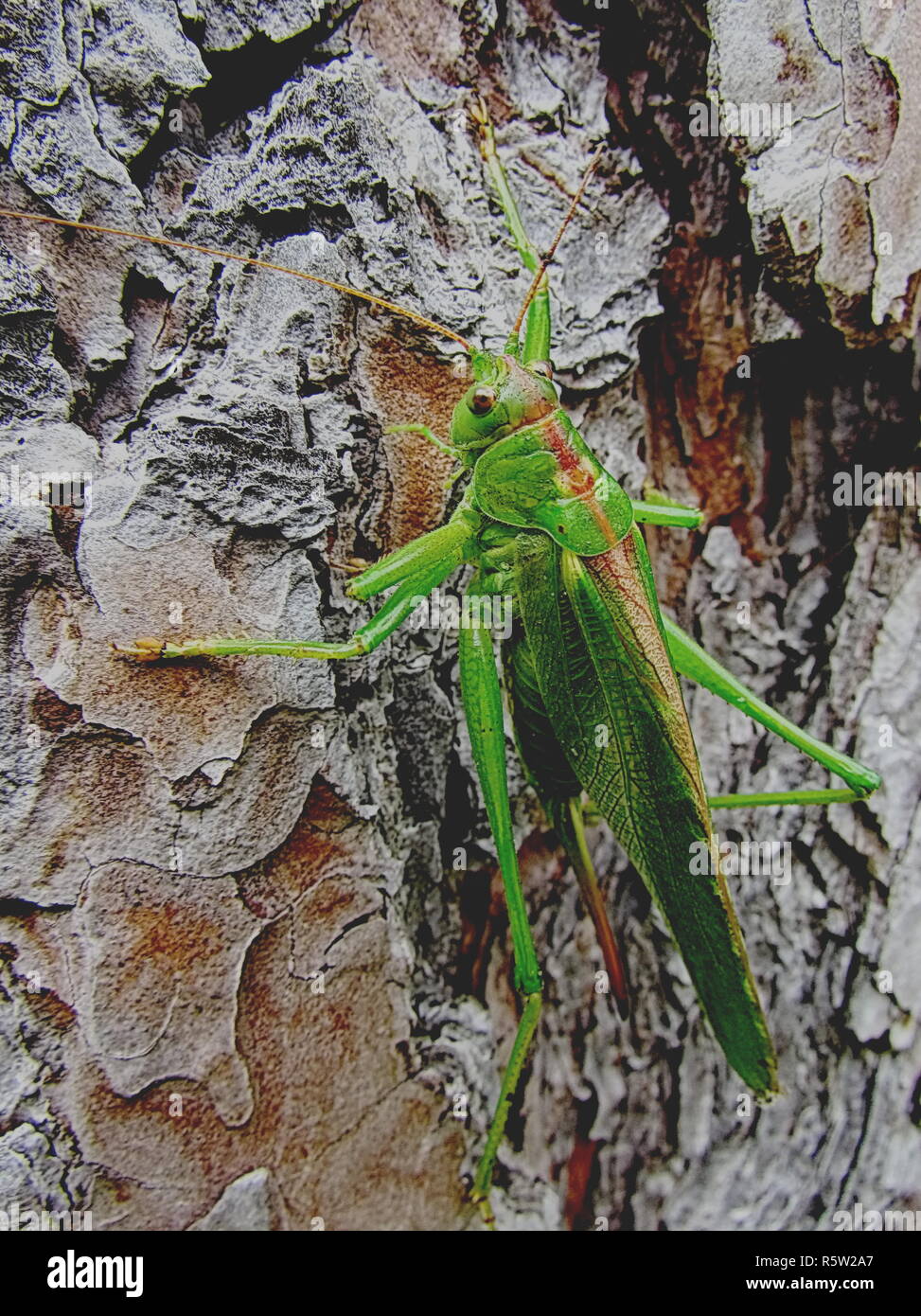 Giant grasshopper hi-res stock photography and images - Alamy
