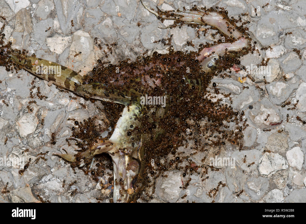 Ant predation hi-res stock photography and images - Alamy