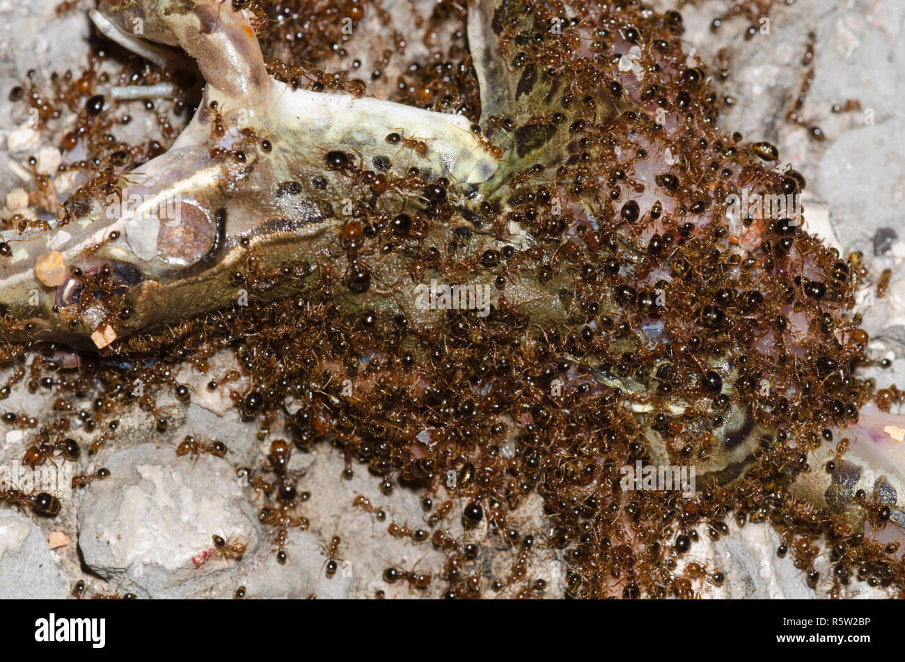 Fire ant sting hi-res stock photography and images - Alamy
