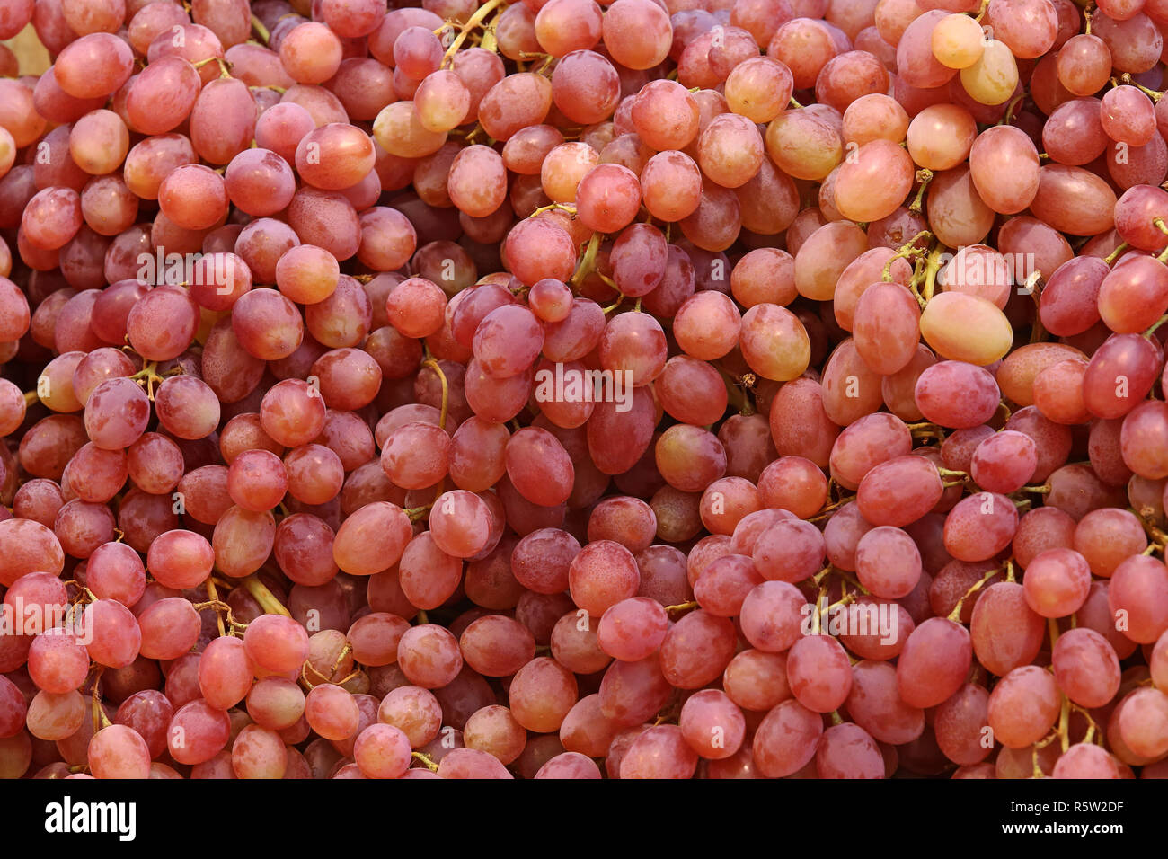 Bunches of rose hi-res stock photography and images - Alamy