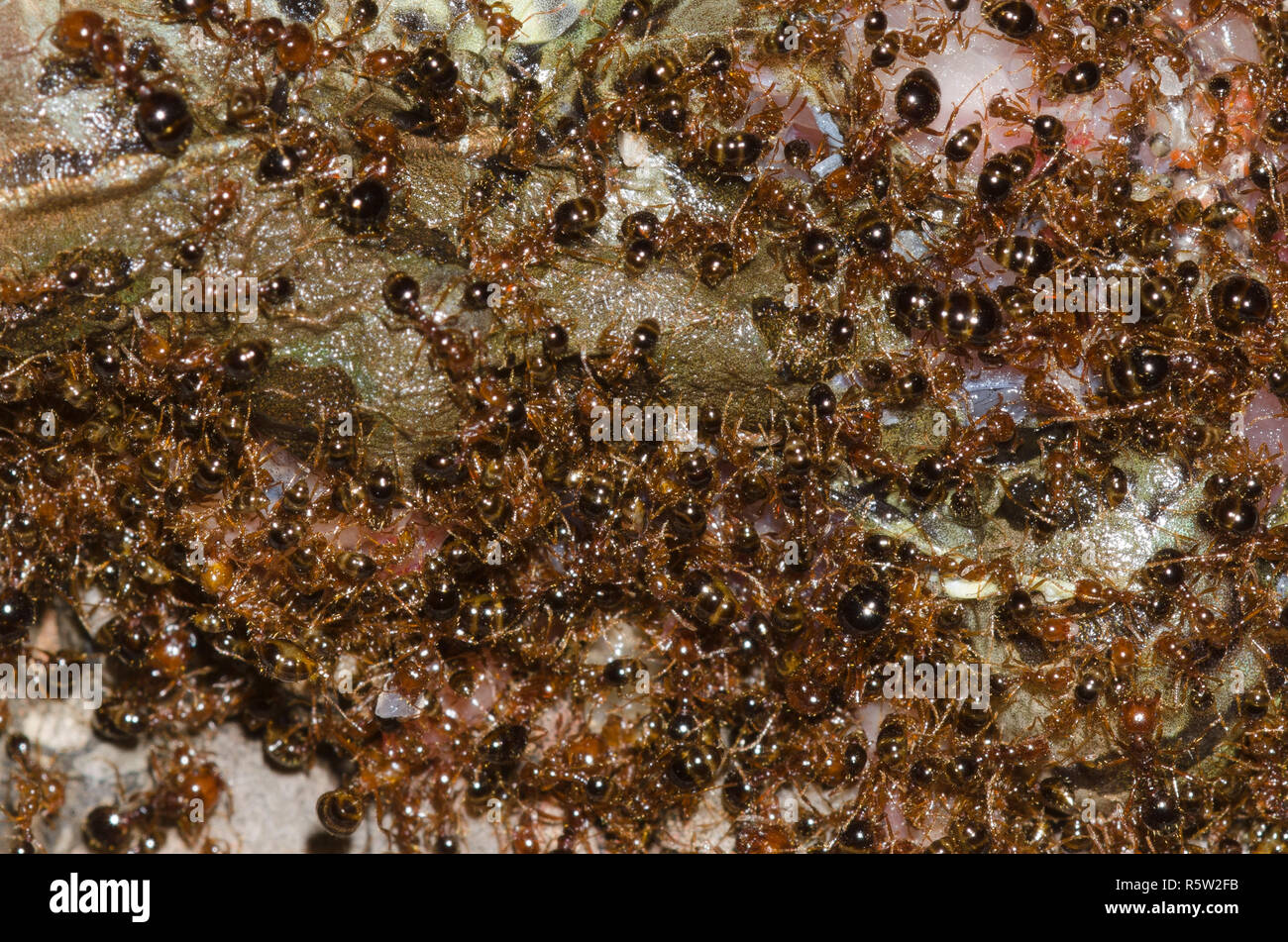 Dead ants hi-res stock photography and images - Alamy