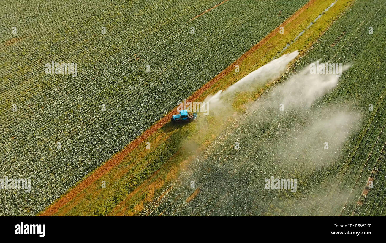 Aerial view: Irrigation equipment watering cabbage field. Irrigation ...