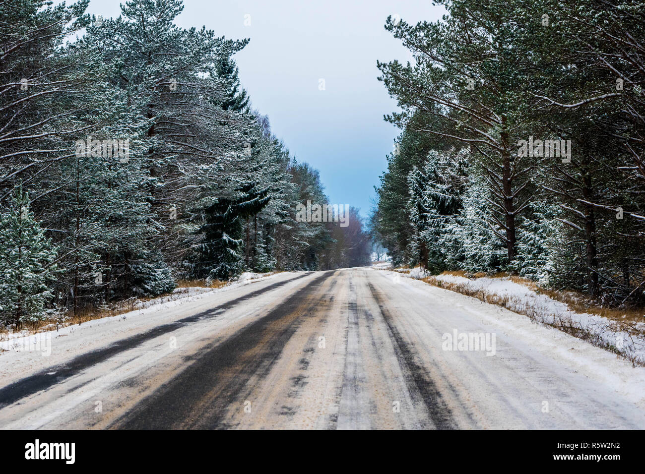 Beautiful winder day in the forest on the road Stock Photo - Alamy
